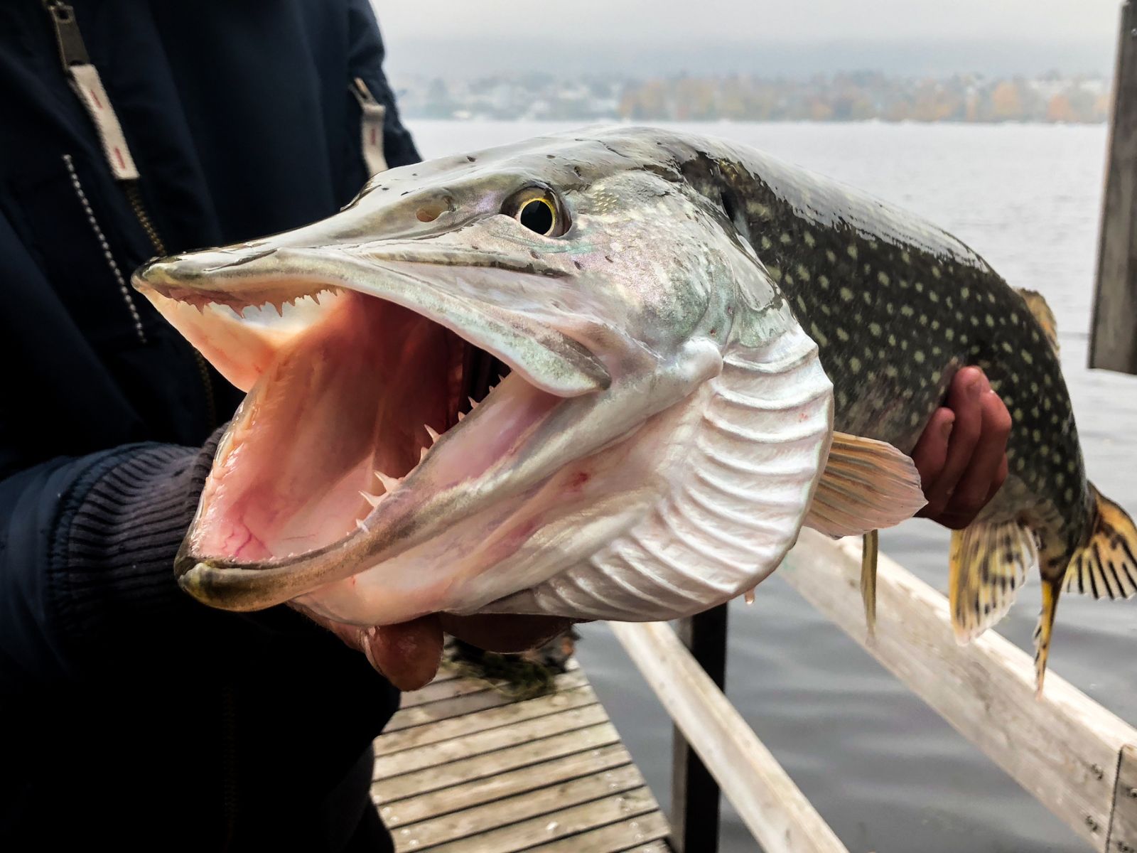 Jigging for pike with the jig set – JAEGER